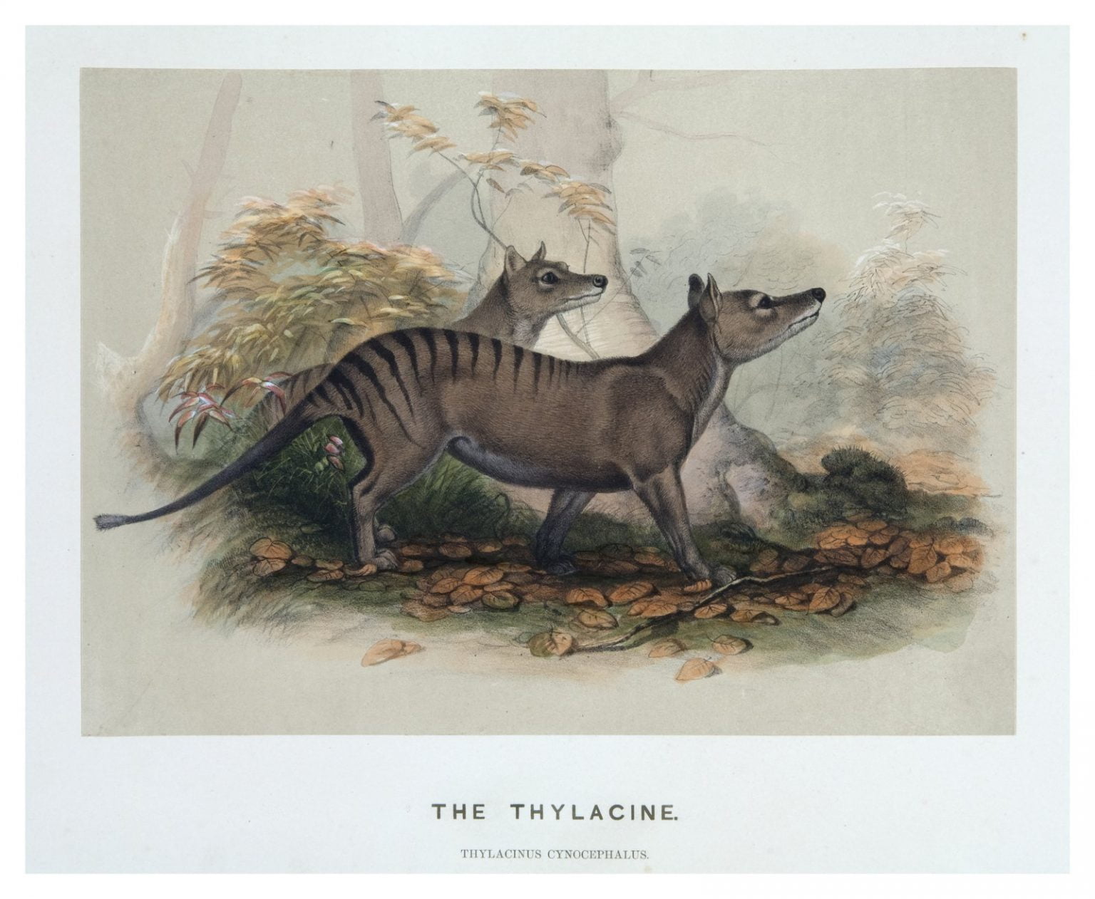 The thylacine IELTS Reading Answers with Explanation - Simply IELTS
